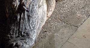 Alabama gator hunt an asset to researchers - Dauphin Island Sea Lab