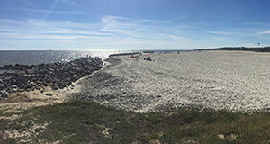 Beach Restoration - Dauphin Island Sea Lab