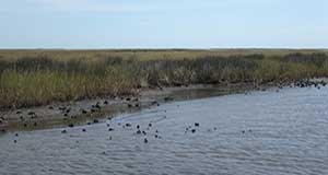 Estuarium plans family day for National Estuaries Day - Dauphin Island ...