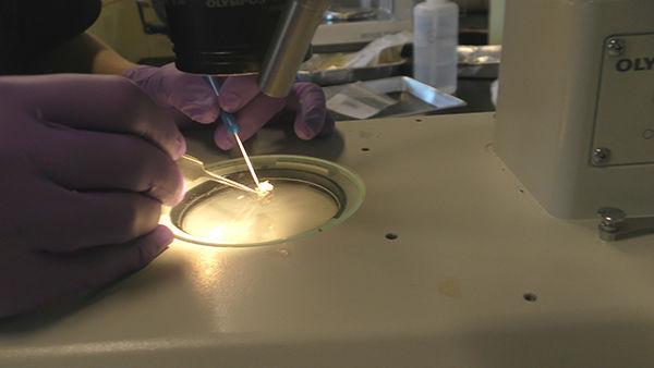 What’s in a fish’s stomach? - Dauphin Island Sea Lab