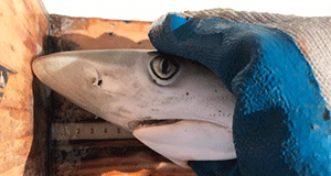 Unraveling the shark stigma with science - Dauphin Island Sea Lab