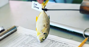ADSFR anglers lend a hand in scientific research - Dauphin Island Sea Lab