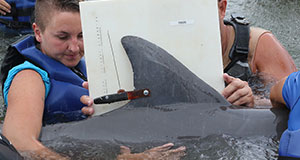 First time assessment of bottlenose dolphins off Dauphin Island coast ...
