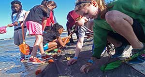 Summer adventures for all ages at DISL - Dauphin Island Sea Lab