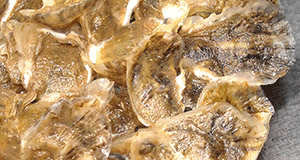 Playing ‘tag’: Tracking movement of young oysters - Dauphin Island Sea Lab