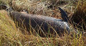 Alabama Marine Mammal Stranding Network responds to historic mass ...