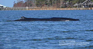 DISL’s Marine Mammal Team monitors stranded sperm whale - Dauphin ...