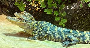 Two baby alligators arrive at the aquarium - Dauphin Island Sea Lab