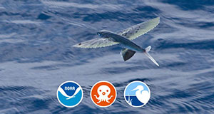 DISL teams with NOAA and the Octonauts Podcast about Flying Fish ...