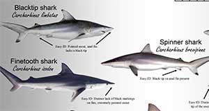 New educational poster highlights 10 years of shark science - Dauphin ...