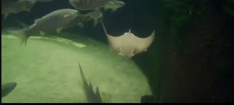 Ask the Aquarist: Cownose Ray Ultrasound - Dauphin Island Sea Lab