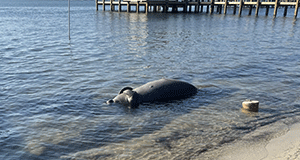 Boat strike to blame for manatee death in Orange Beach, Alabama ...