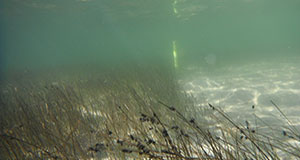 Seagrass Awareness Month: 5 Things You May Not Know - Dauphin Island ...