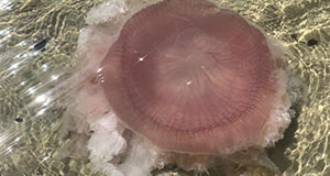 Lion's Mane Jelly off the Coast of Tampa Bay | ScubaBoard